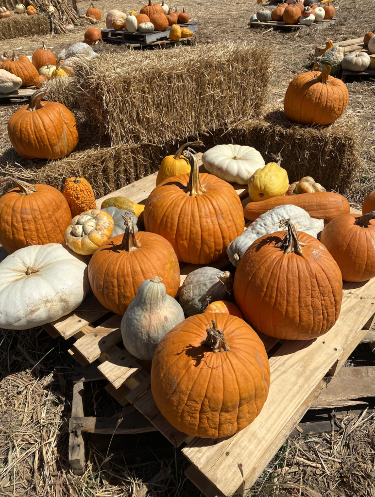 Fun Activities for This Fall Season – Junior League of Austin