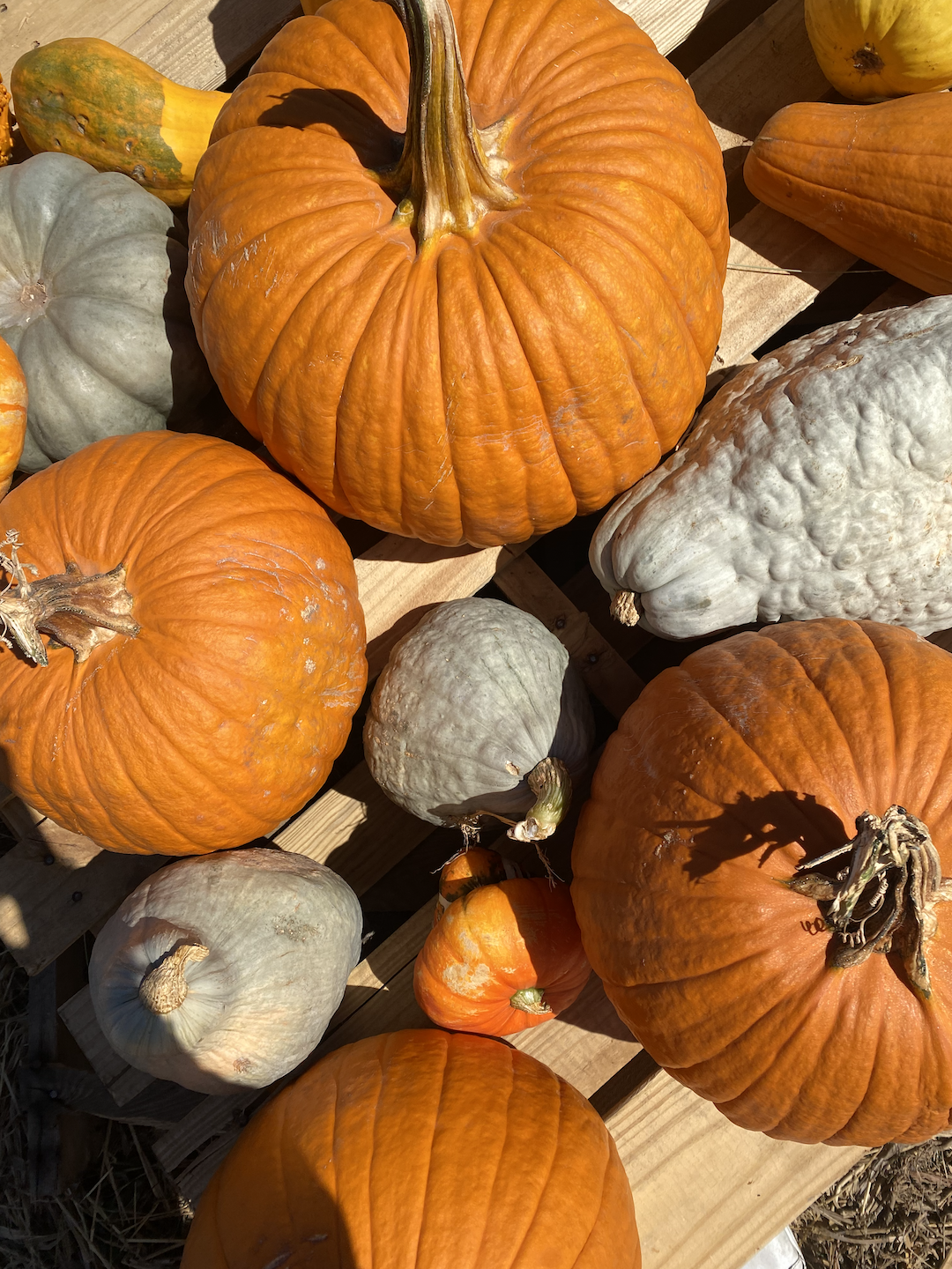 Fun Activities for This Fall Season – Junior League of Austin